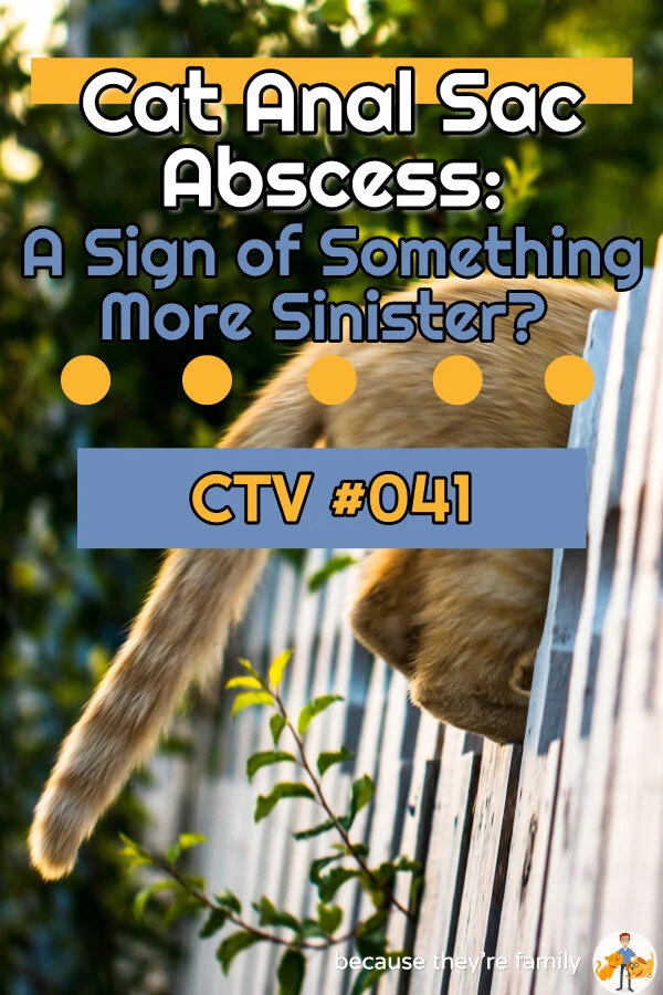 Cat Anal Sac Abscess: a Sign of Something More Sinister? - CTV #41 ...