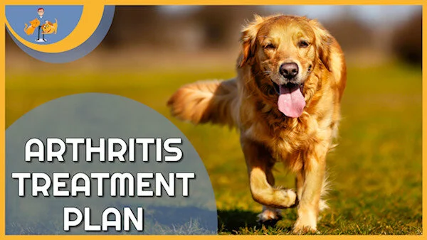 The Best Way to Treat Arthritis in Dogs (7 Step Plan) — Our Pets Health