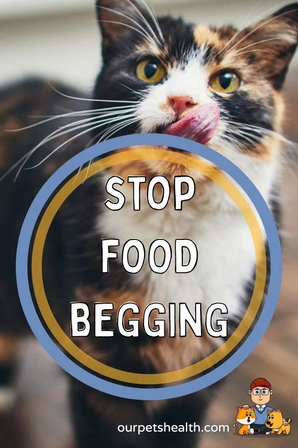 4 Steps to Stop Your Cat Begging for Food All the Time — Our Pet's Health
