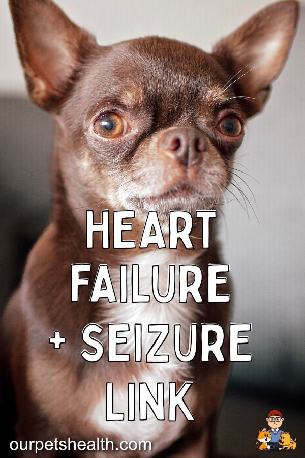 Heart Murmurs and Seizures: Navigating Your Senior Dog's Health ...