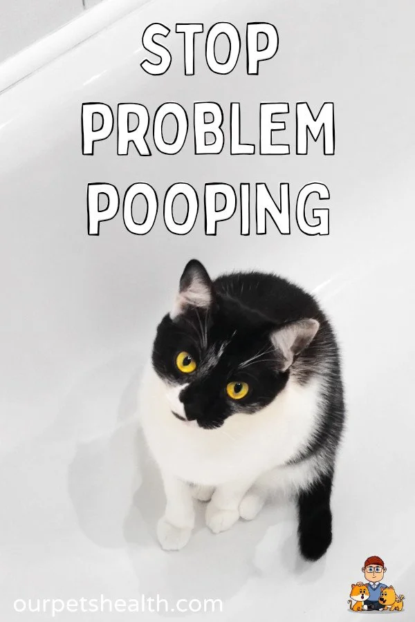 7 Vet-Approved Tips to Stop Your Cat Pooping in the Bath — Our Pet's Health