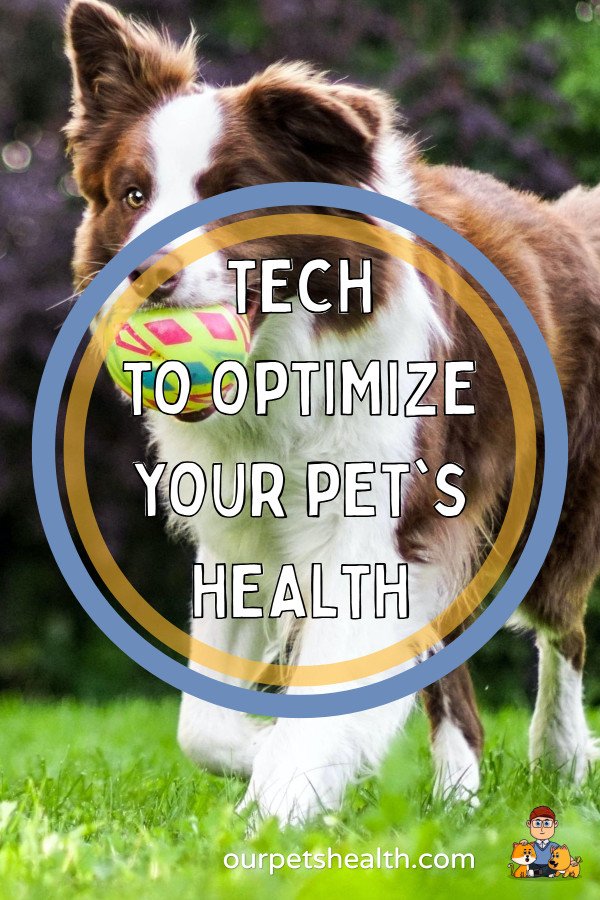 How Wearable Technology is Revolutionizing Pet Healthcare (and ...