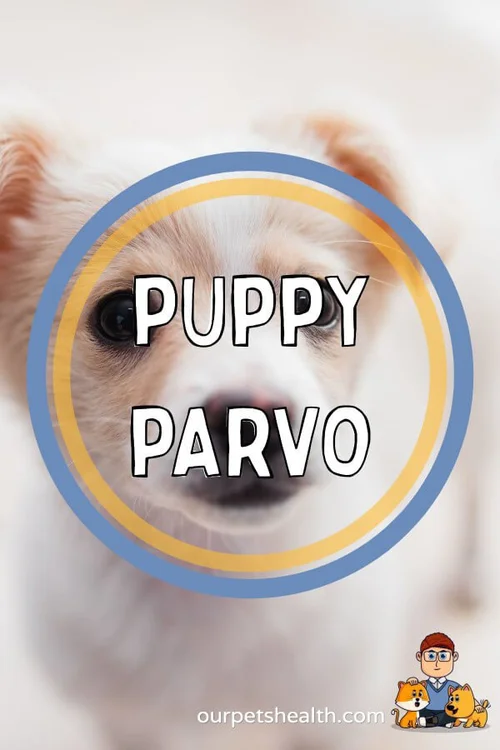 Parvovirus: what every puppy owner needs to know (risks, symptoms ...
