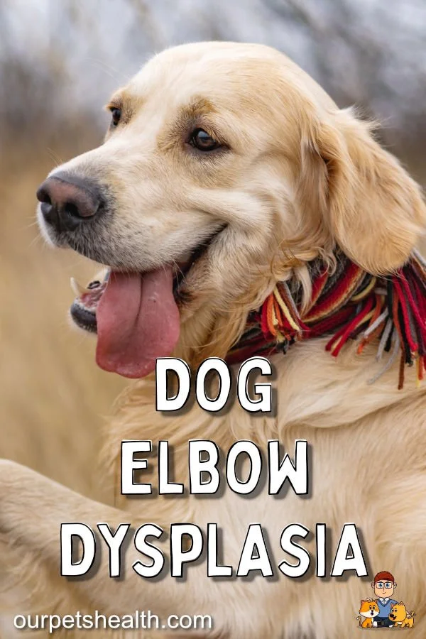 Elbow Dysplasia Demystified: What Every Dog Owner Needs to Know — Our ...
