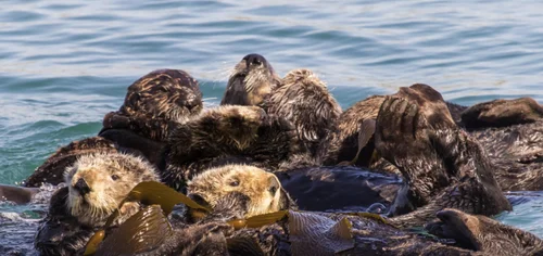 Following hard-won sea otter recovery, First Nations call for a new hunt