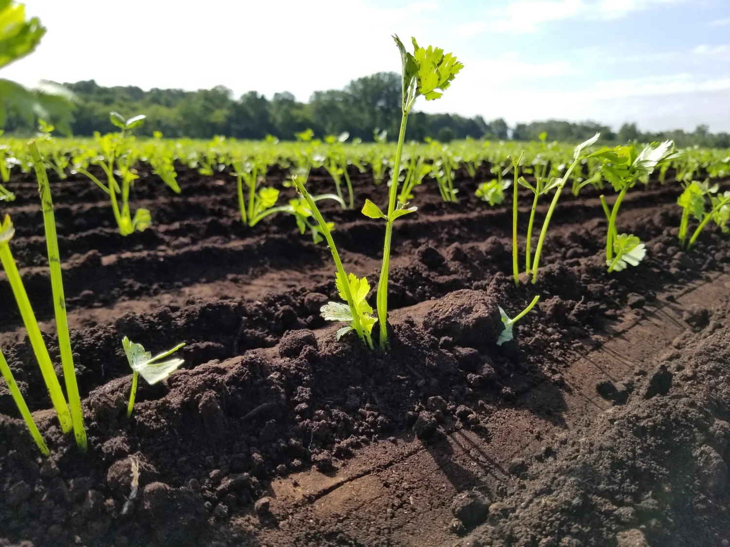 Michigan Celery Cooperative