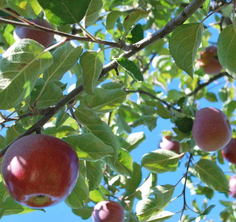 fun — carl laidlaw orchards