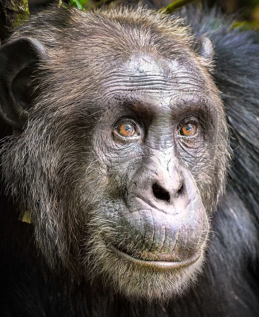 Animal Intelligence — The Wild Focus Project