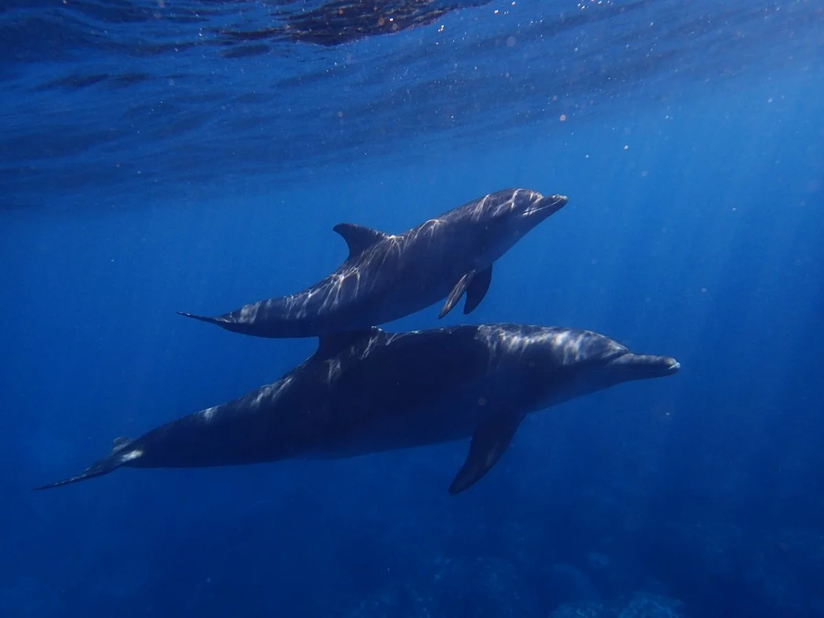 Animal Intelligence — The Wild Focus Project