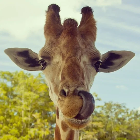 A Brief History of the Giraffe — The Wild Focus Project