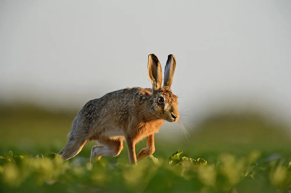 Hares — Norfolk Photo Safaris
