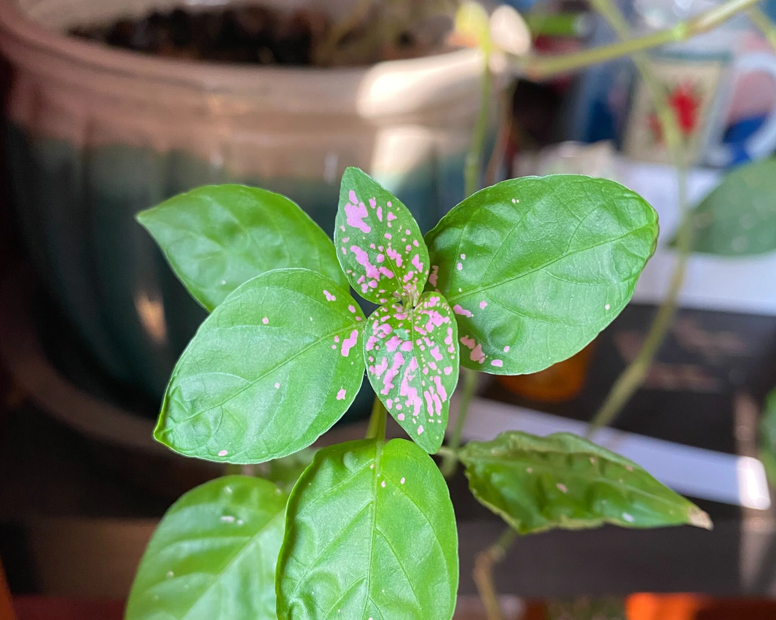Everything you Need to Know as a New Plant Owner — Clean Water Grow ...