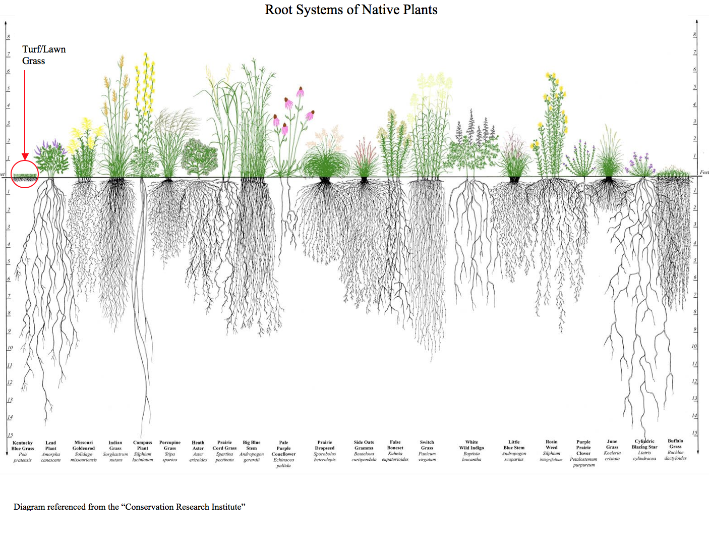 Lower Grand River Organization of Watersheds Grand River Rainscaping ...