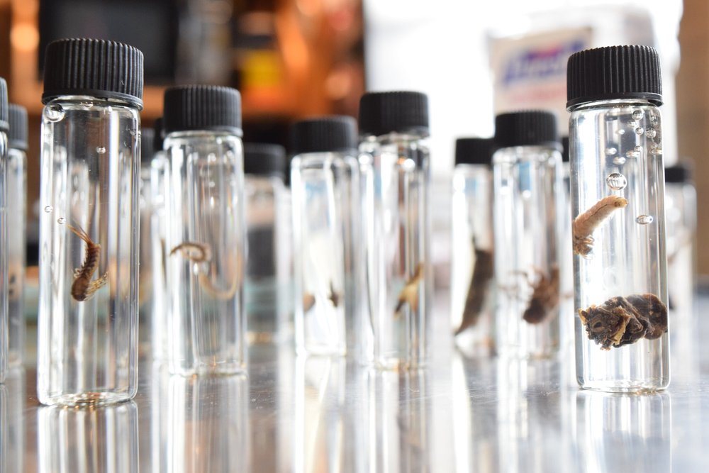 Lower Grand River Organization of Watersheds News Macroinvertebrate ...