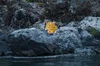 Moon Complex Fire Impacts on Rogue River — Rogue Riverkeeper