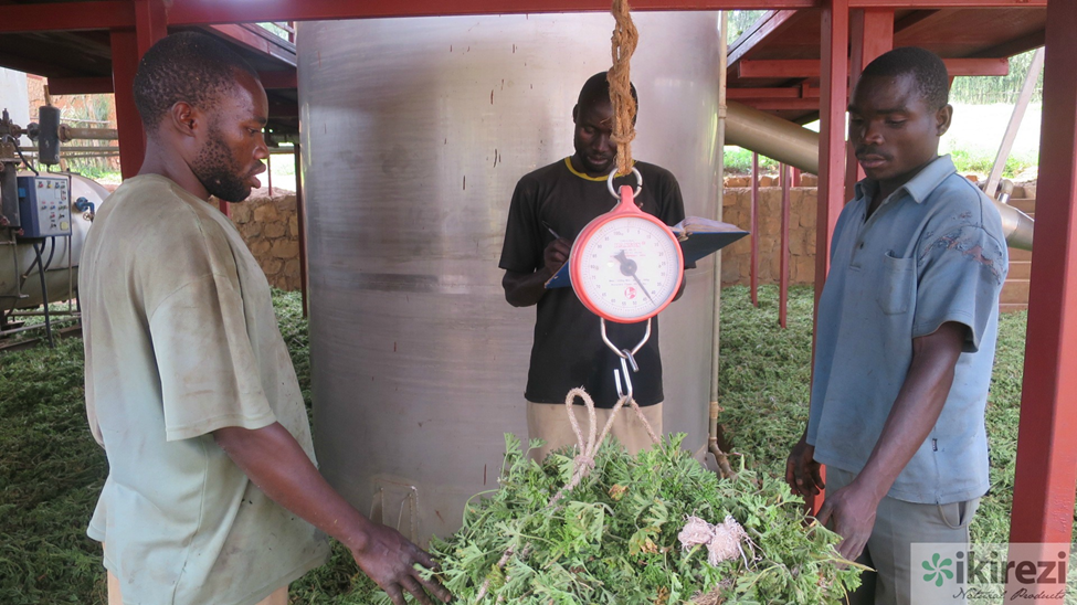 Ikirezi Story — Ikirezi Natural Products