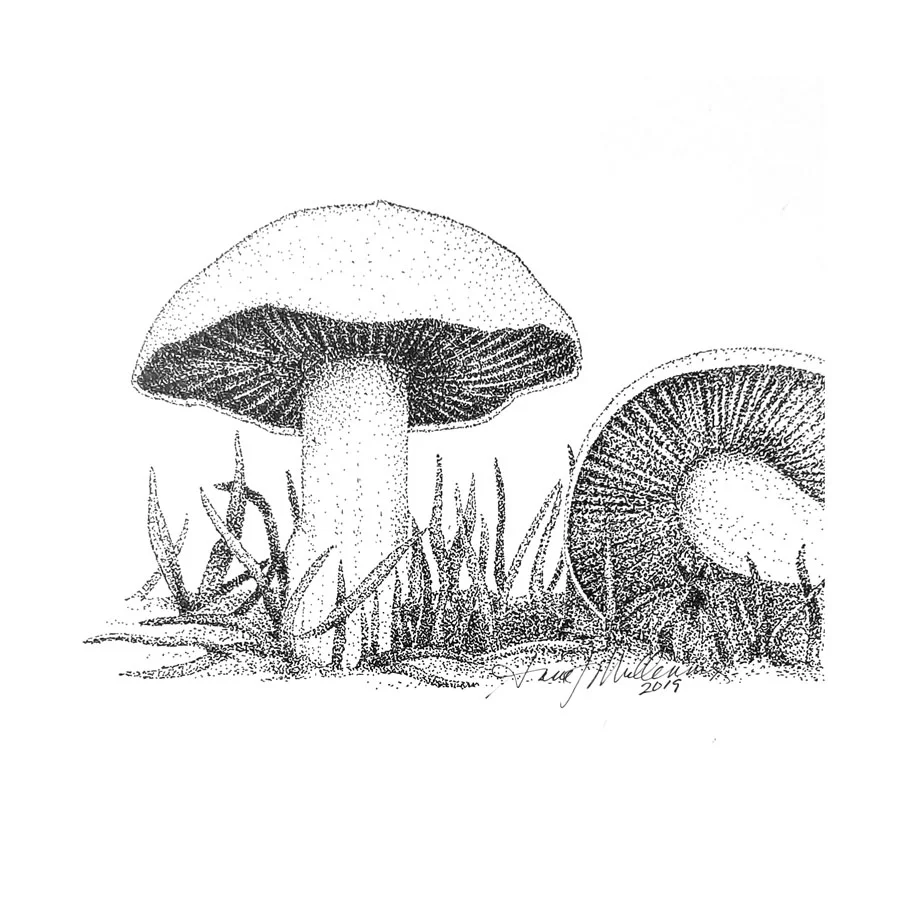 Basidiomycota