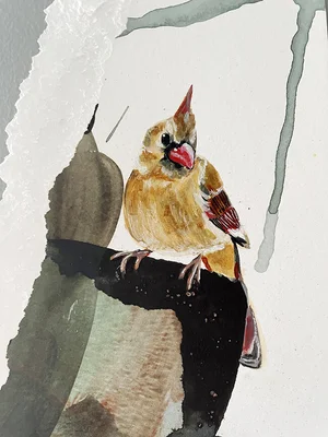 Female Cardinal Drawing