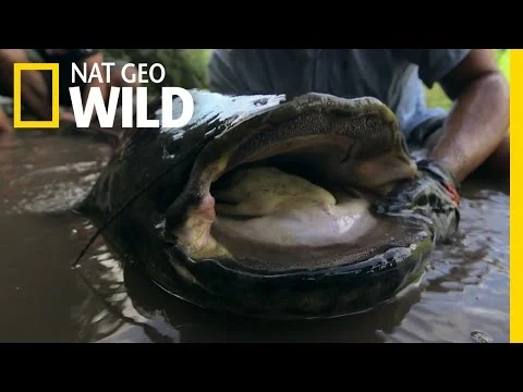 Giant Killer Catfish