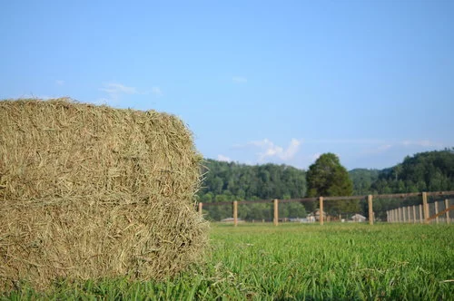 Smooth Bromegrass | Jamback Farms