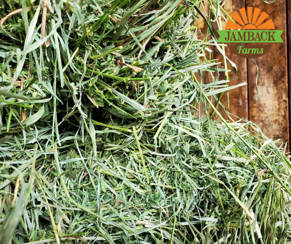 Orchardgrass and Alfalfa Mix | Jamback Farms