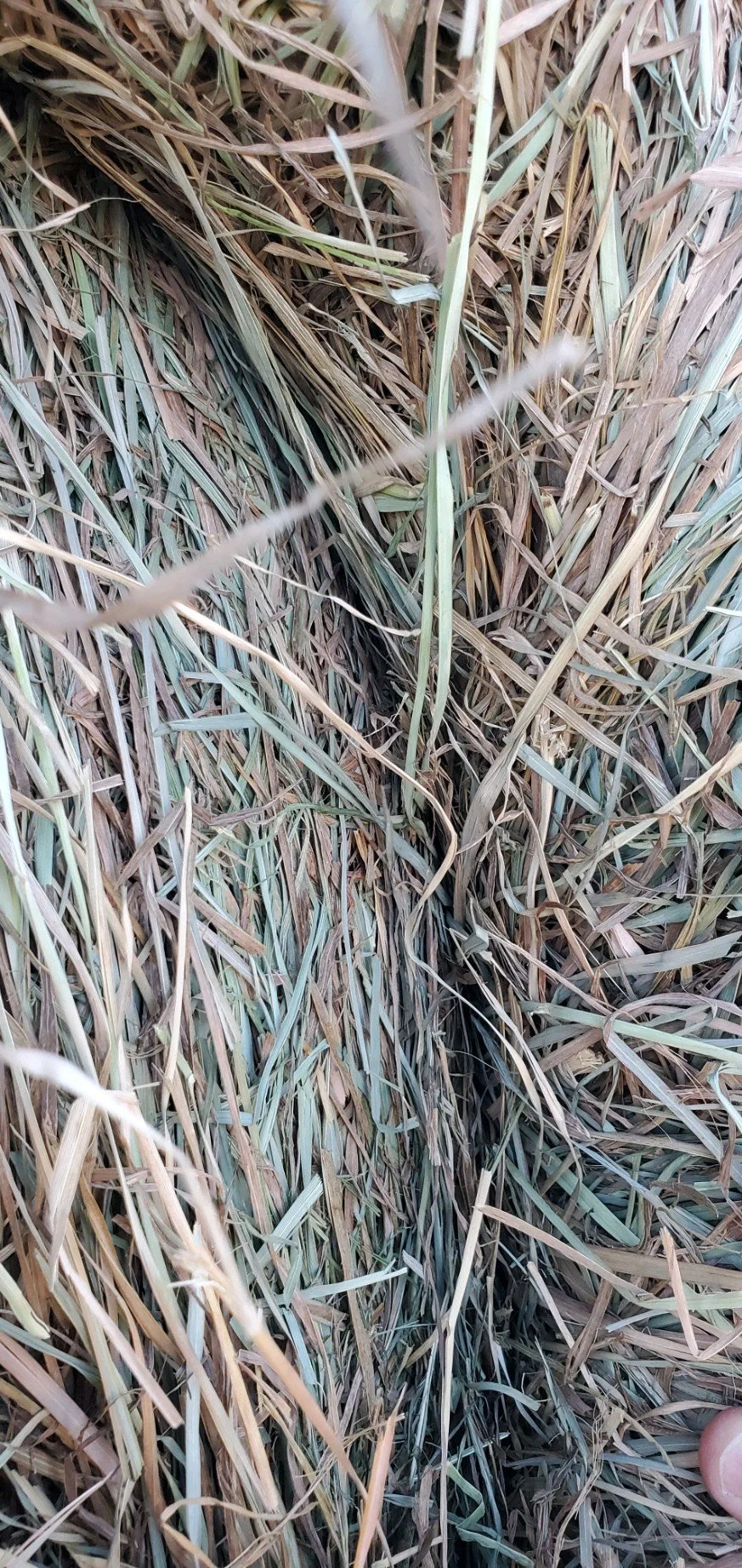 Current Hay and Alfalfa Inventory | Jamback Farms | Jamback Farms