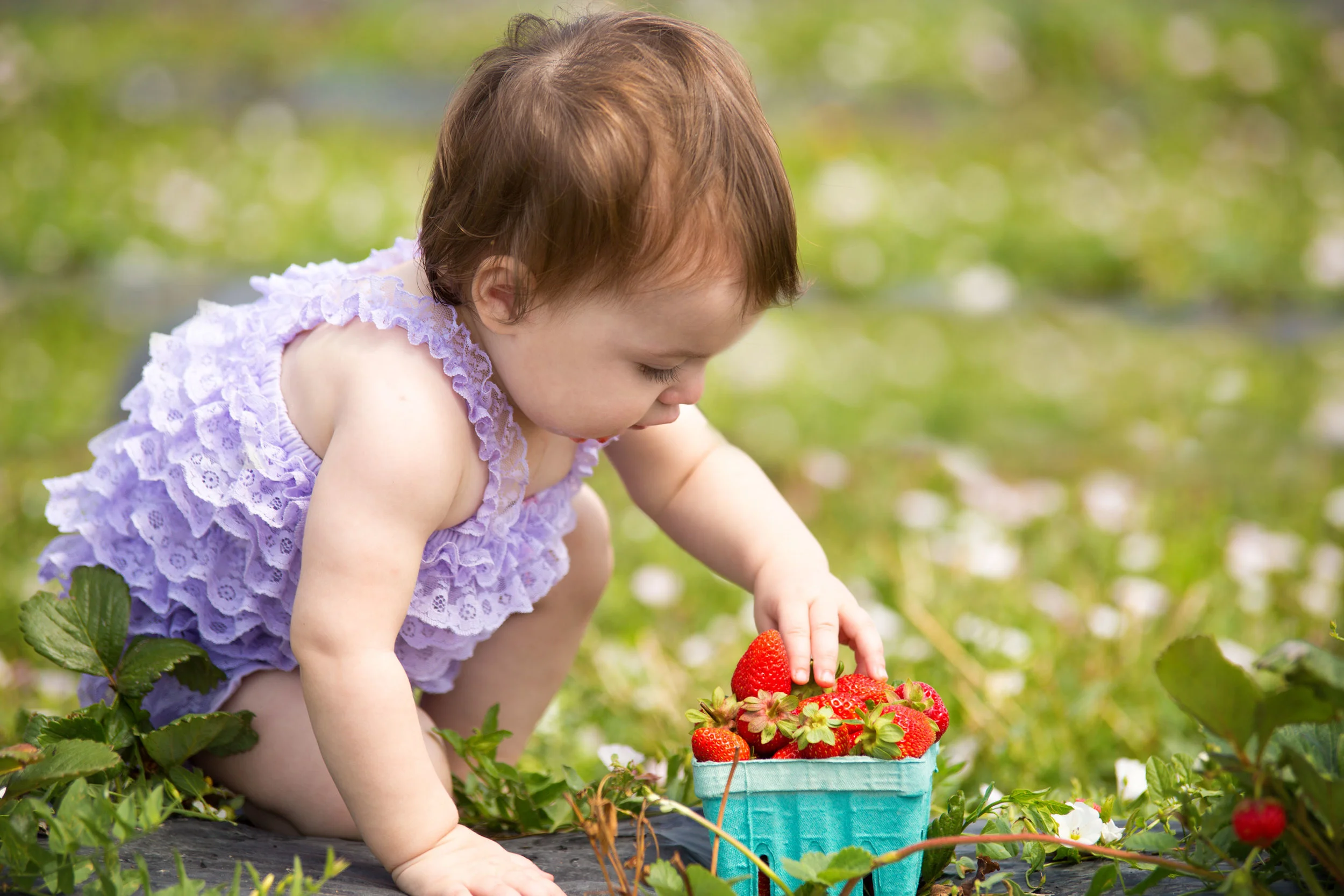 Updates — Berry Patch Farms