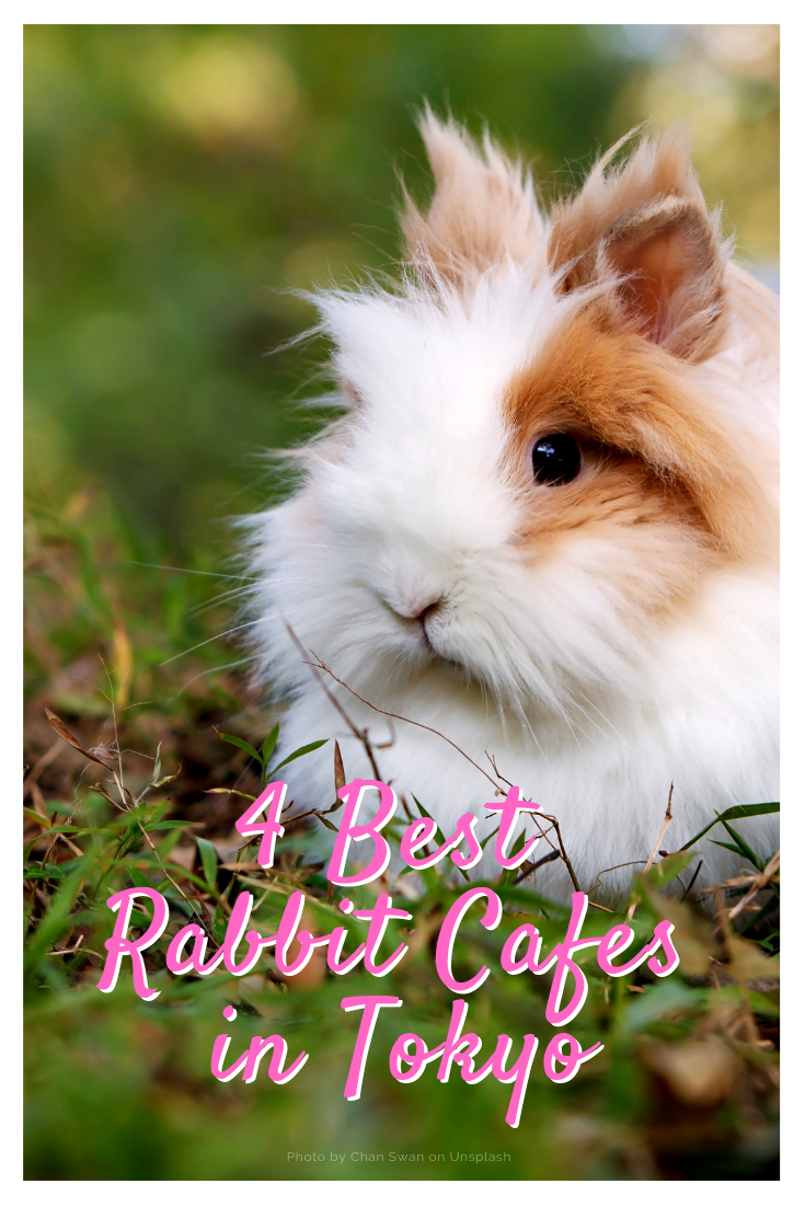 The 4 Best Rabbit Cafes in Tokyo — ANIME Impulse