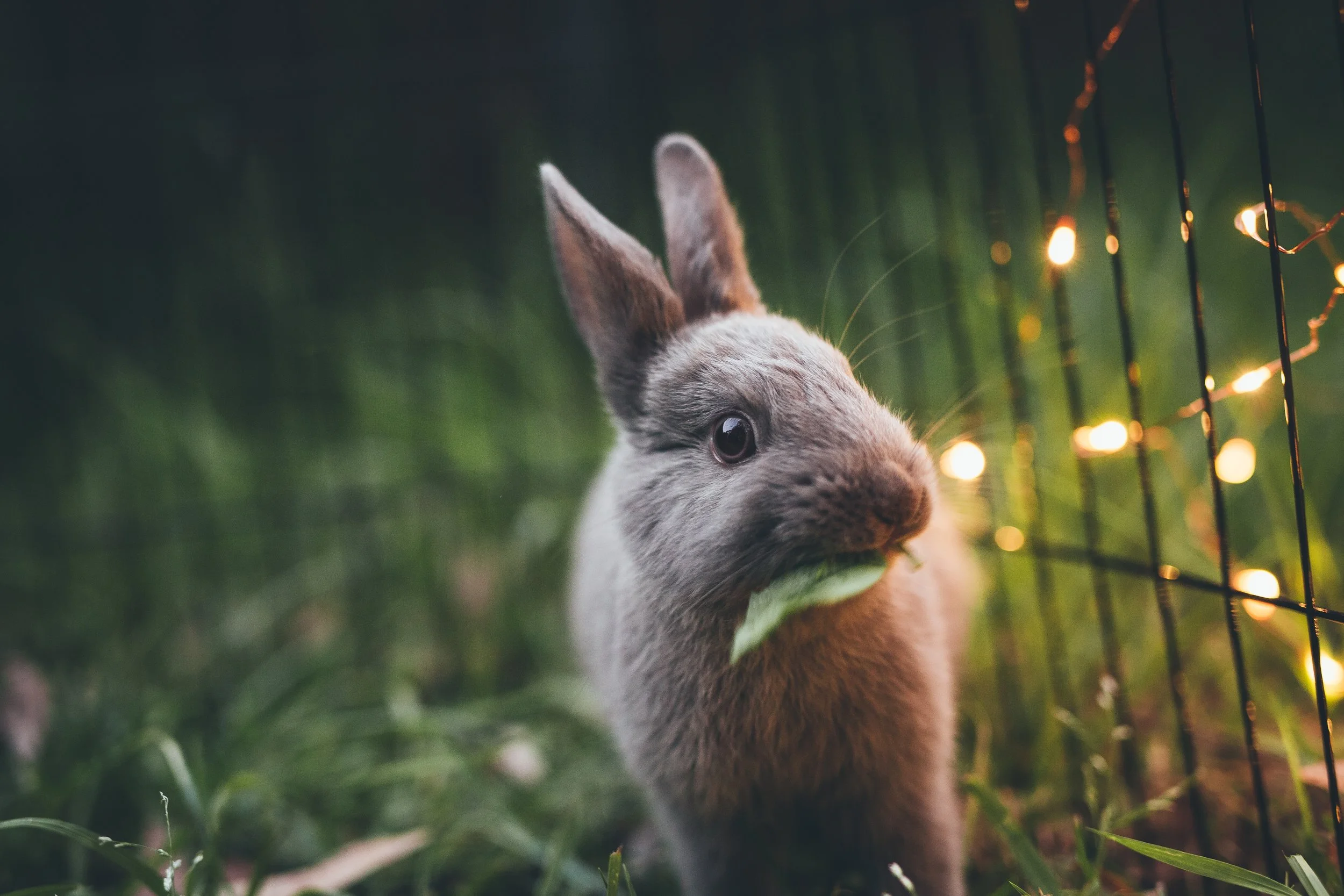 The 4 Best Rabbit Cafes in Tokyo — ANIME Impulse