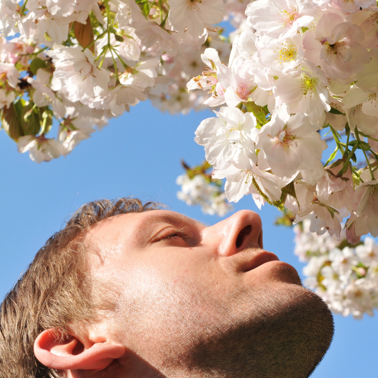 Hay Fever and Your Eyes: A Complete Guide — Gilbert Opticians ...