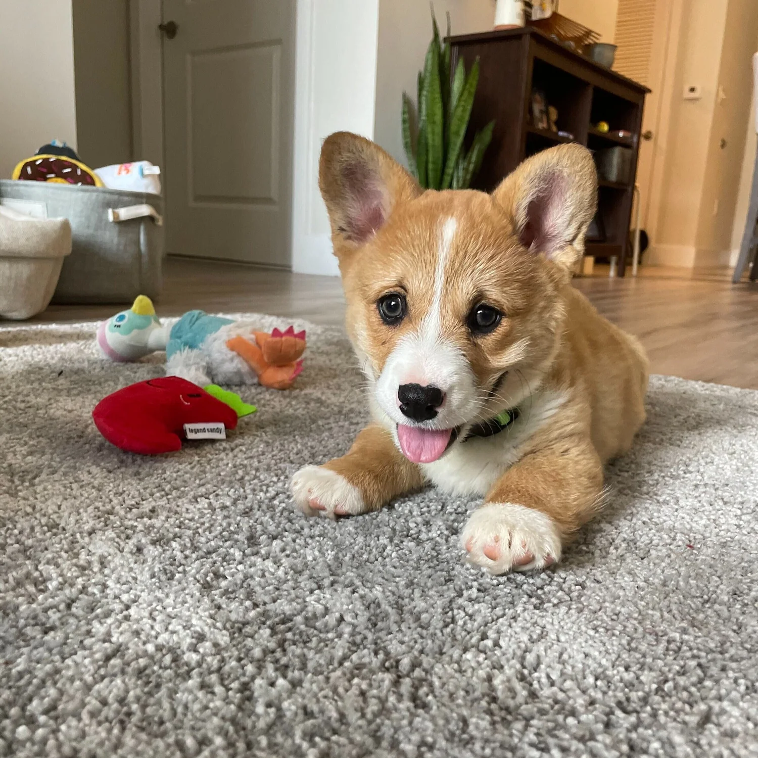 How Long Do Corgi Puppies Sleep