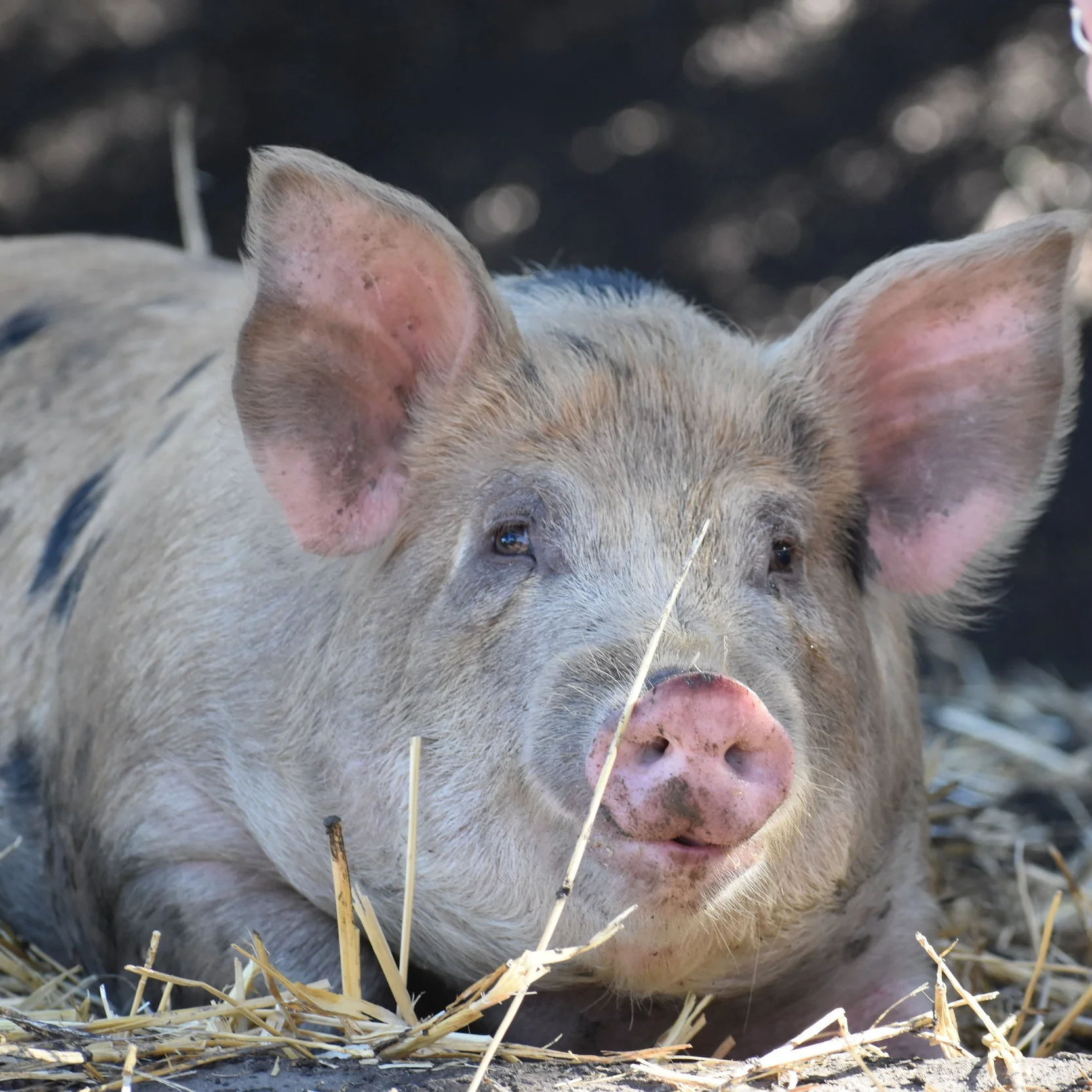 Valley Piggery