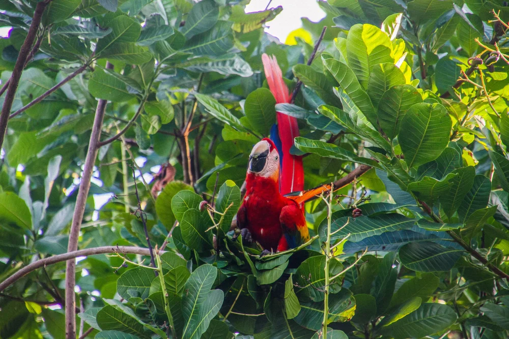 Jungle Adventures in Costa Rica 🐒 — Grace Piper Fields
