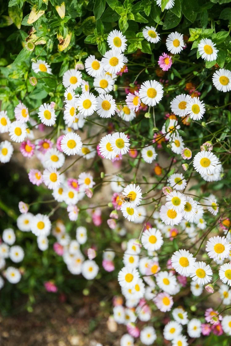 The Cotswolds: Stepping Into a Storybook 📖 — Grace Piper Fields