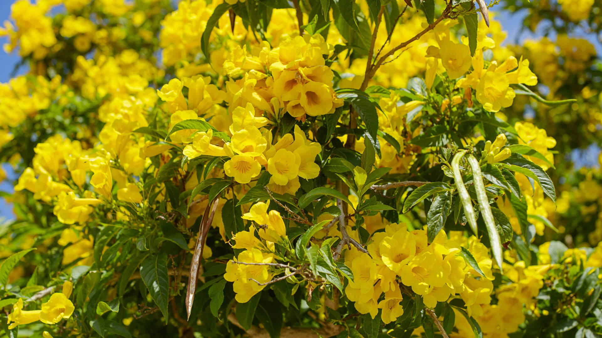 The Best Plants That Bloom In Spring In Arizona Wildflower Desert Design the-best-plants-that-bloom-in-spring-in-arizona-wildflower-desert-design