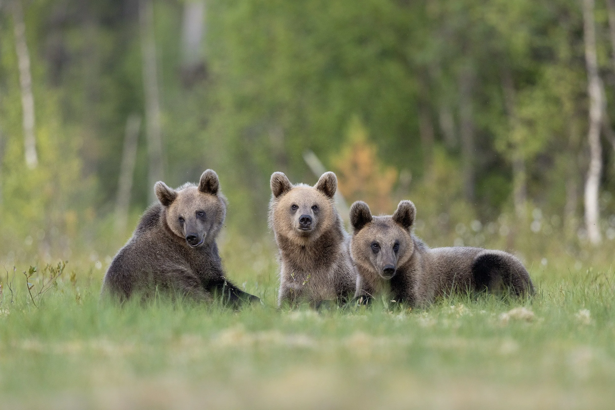 Finland Bear Cubs Photography — BearPhoto