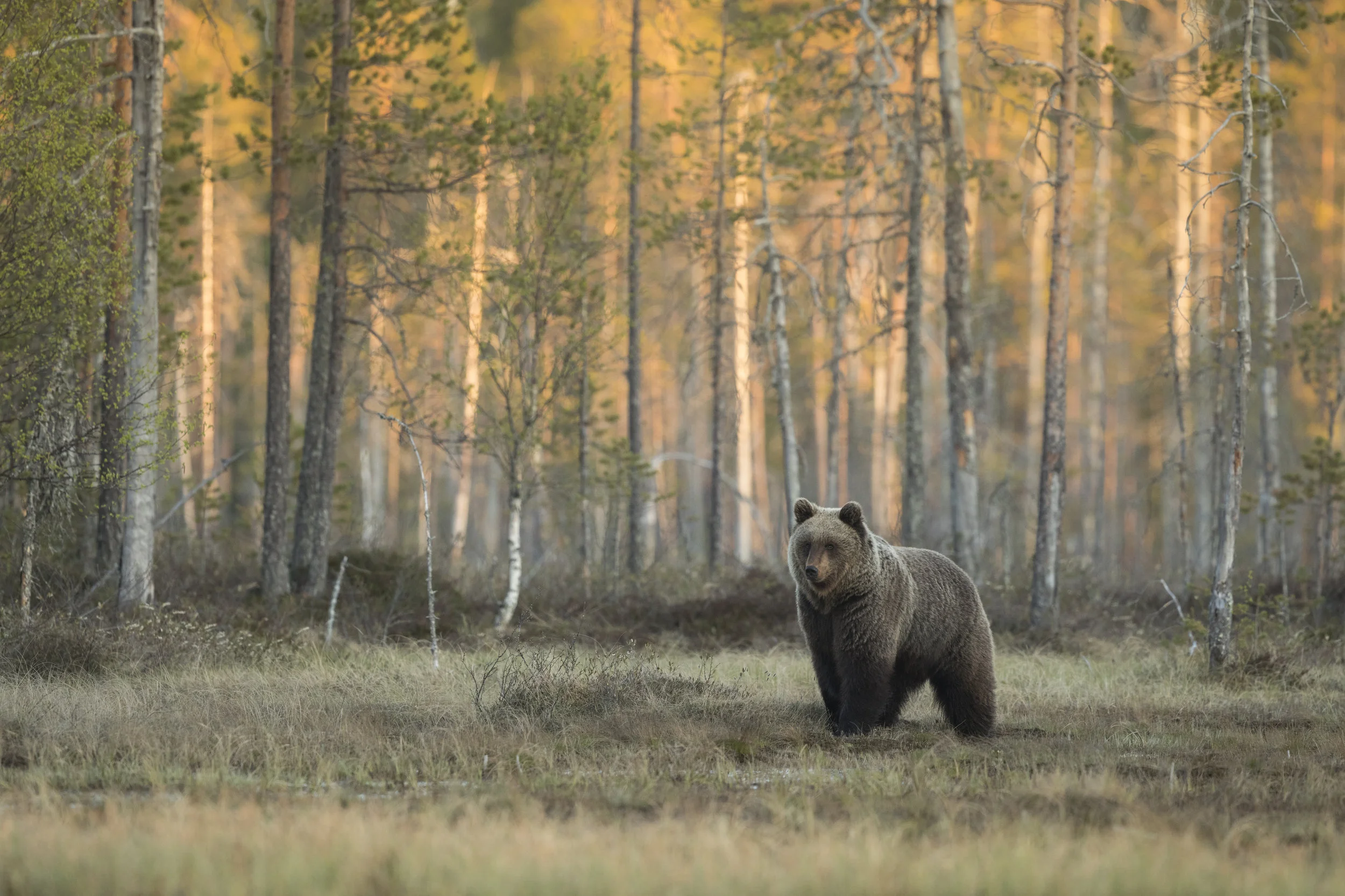 BearPhoto