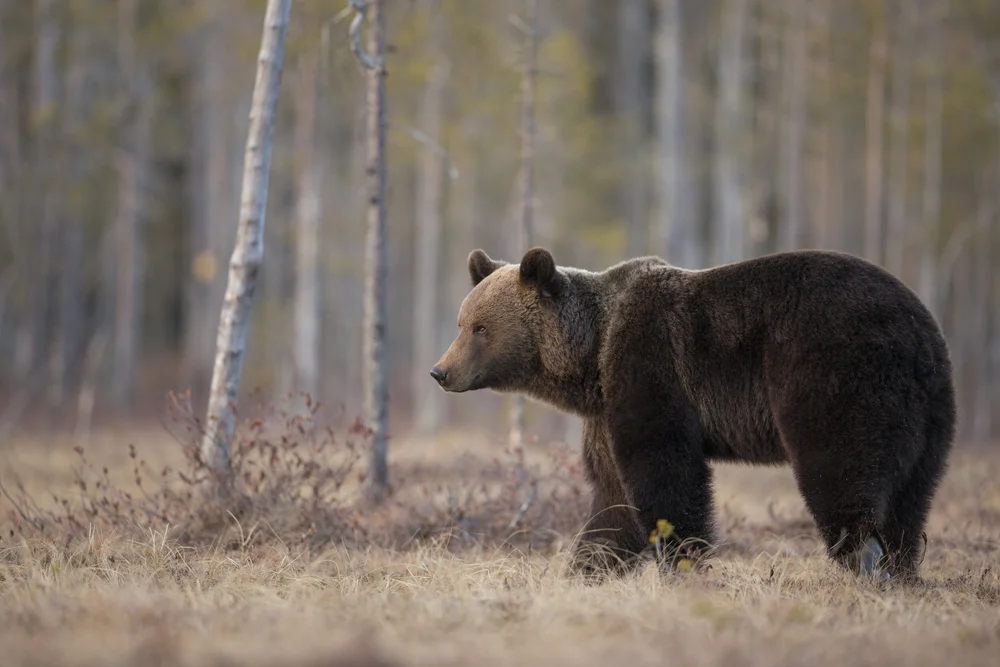 BearPhoto