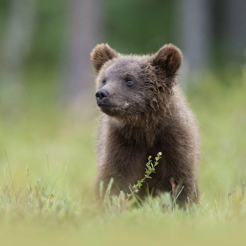 Finland Bear Cubs Photography — BearPhoto