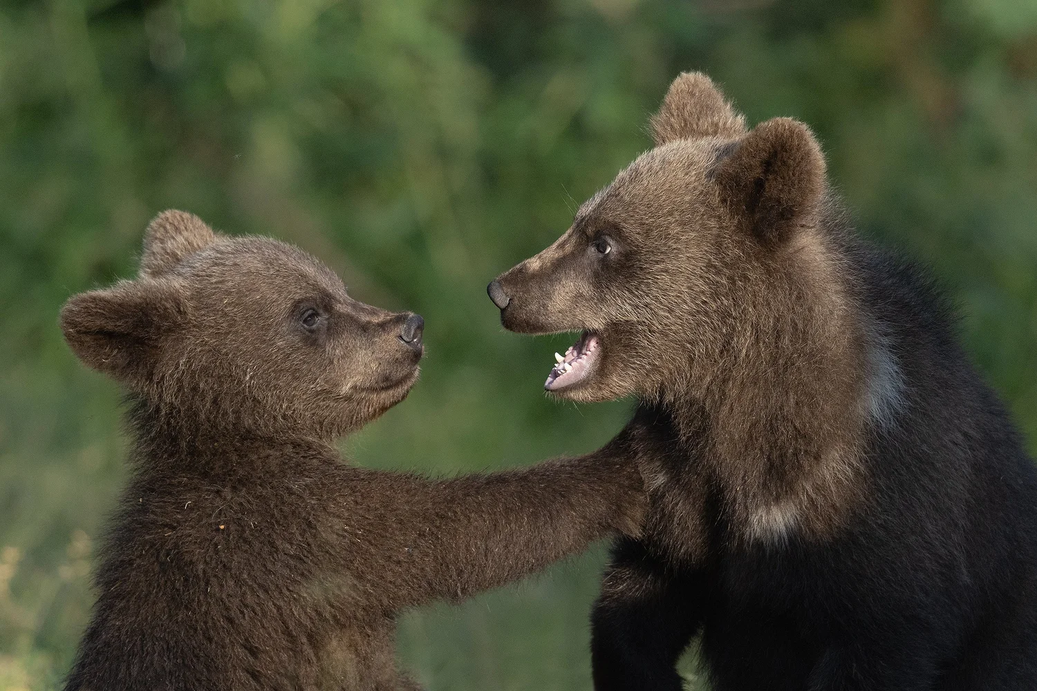 Finland Bear Cubs Photography — BearPhoto