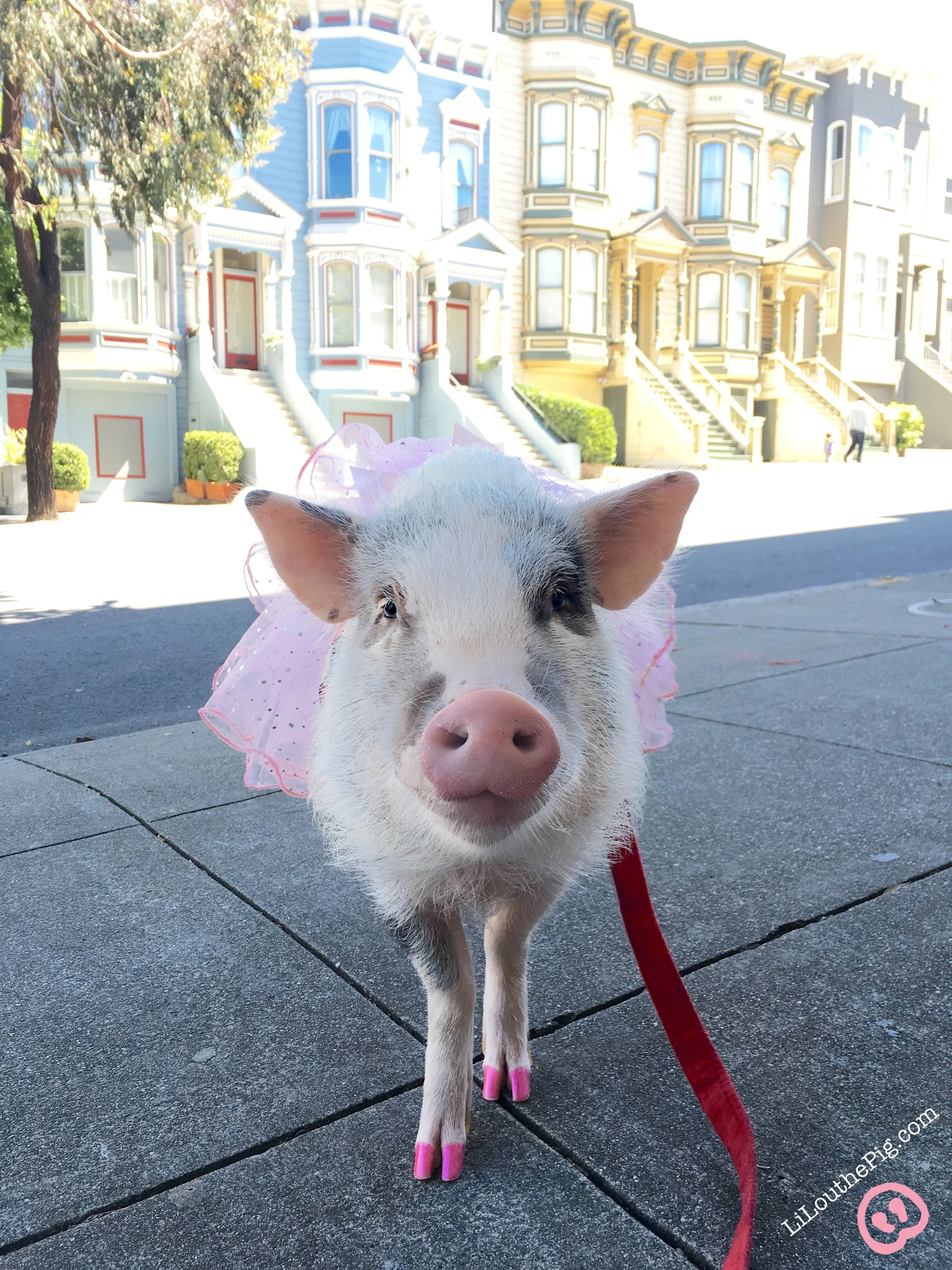 My Story — LiLou the pig