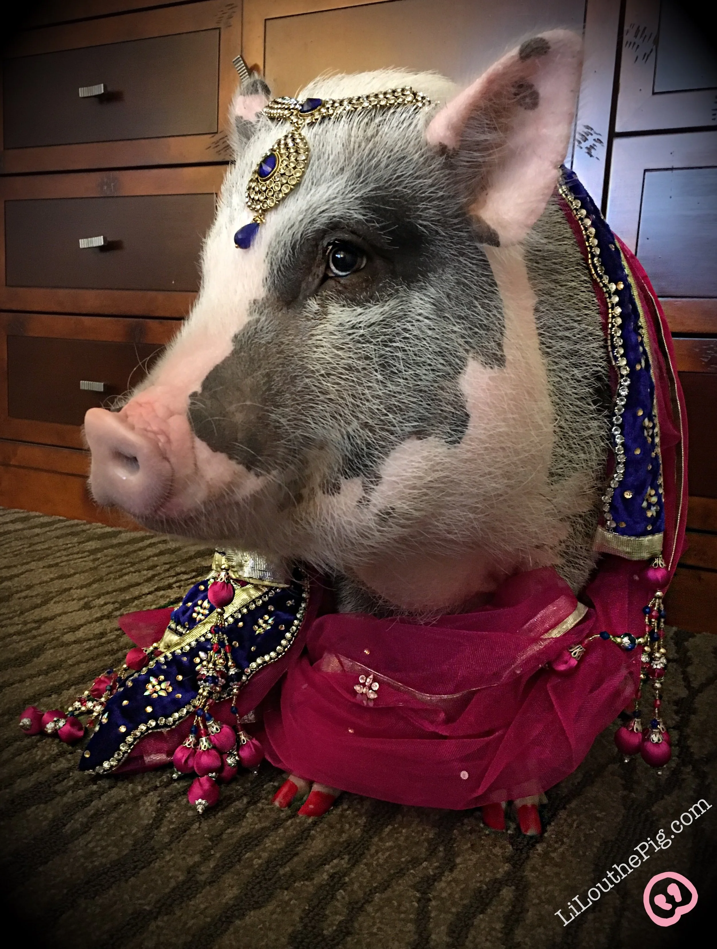 My Story — LiLou the pig