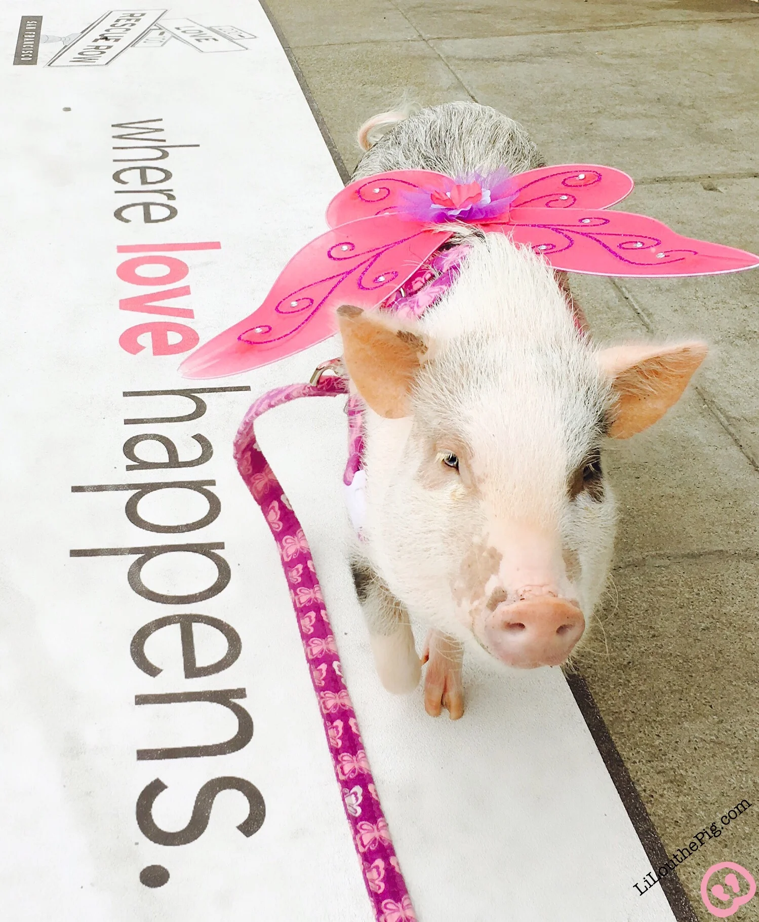 My Story — LiLou the pig