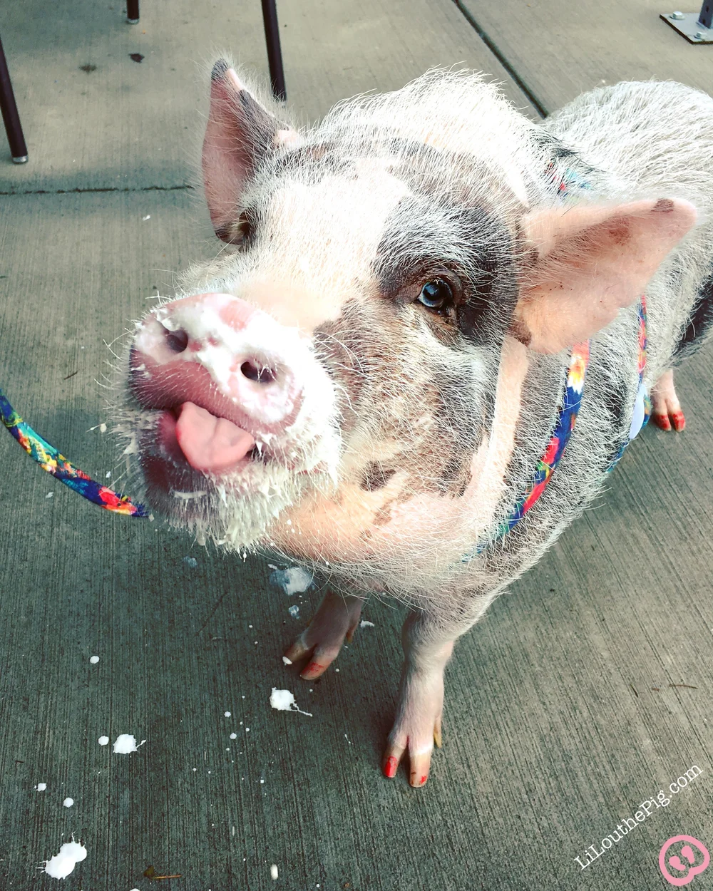My Story — LiLou the pig
