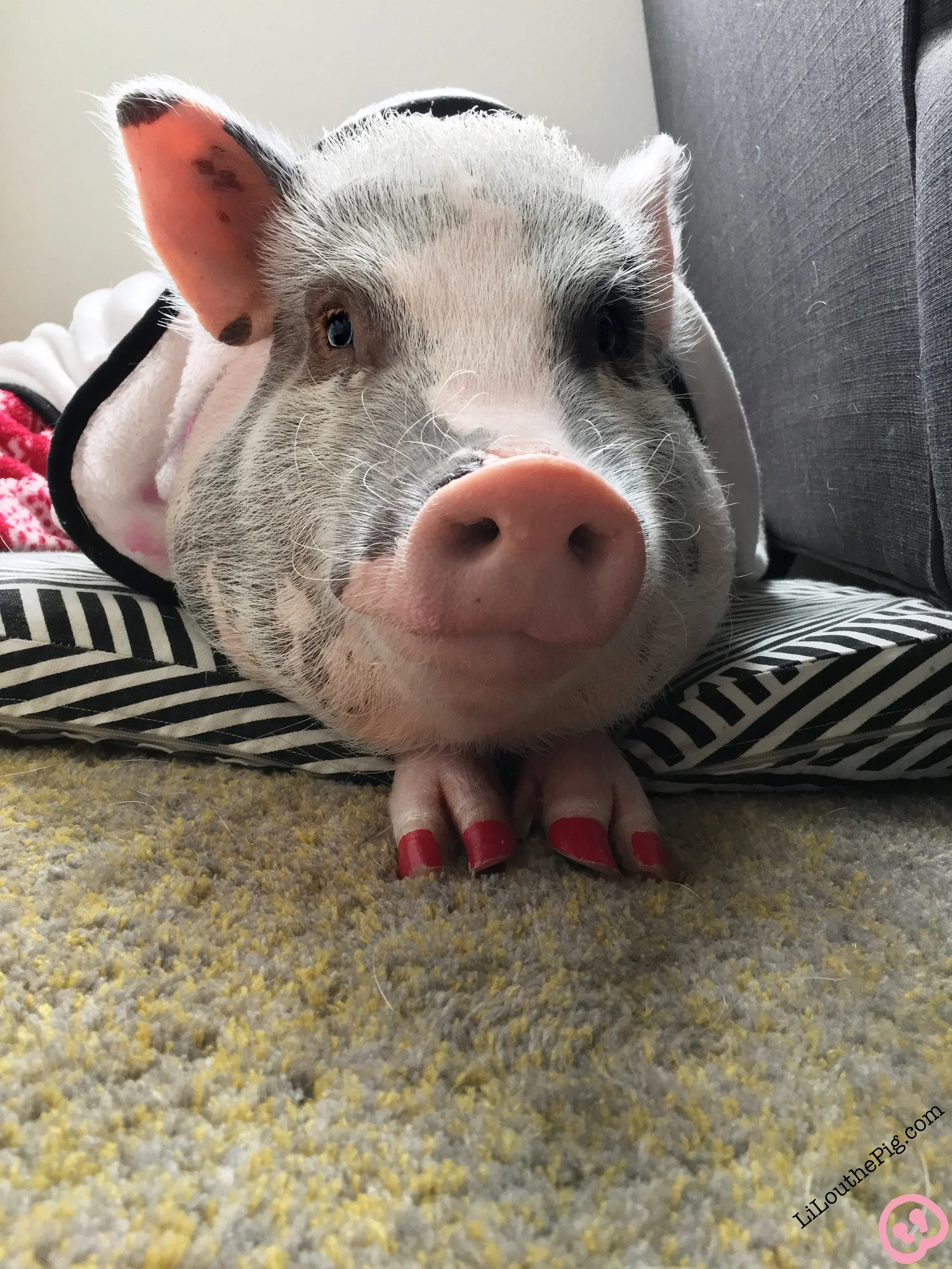 My Story — LiLou the pig