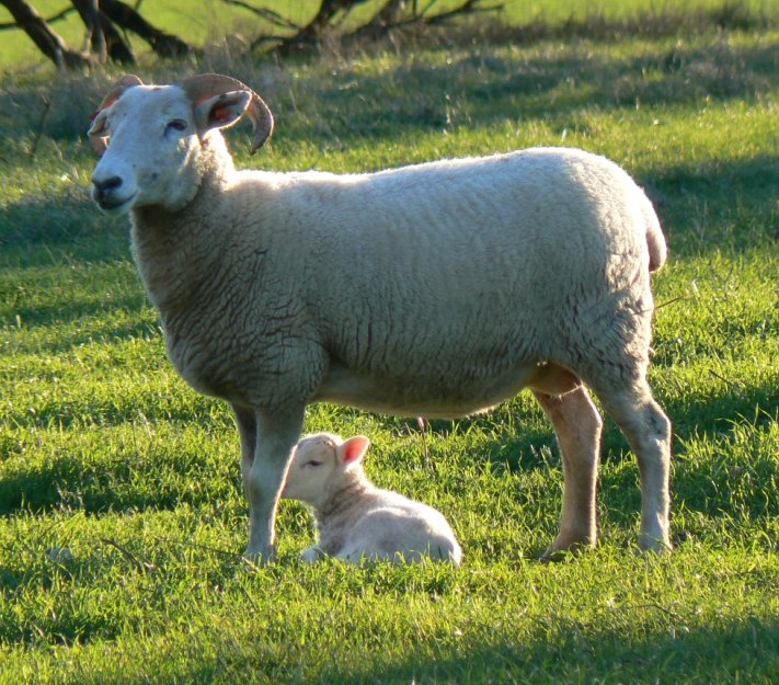 Why Wiltshire? — AWHSA | Australian Wiltshire Horn Sheepbreeders ...