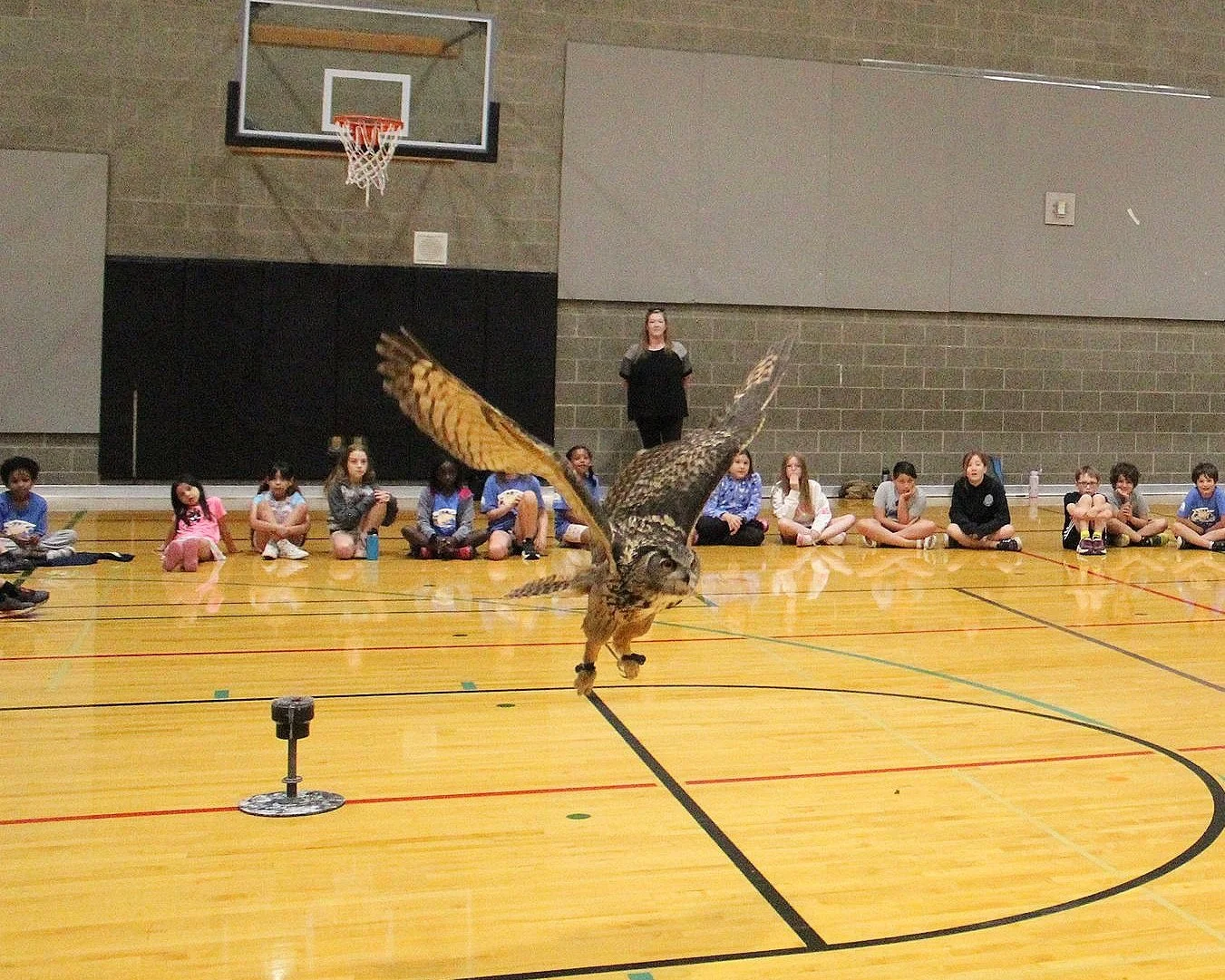Raptor Events | Weddings, Birthdays, Schools | Pest Control