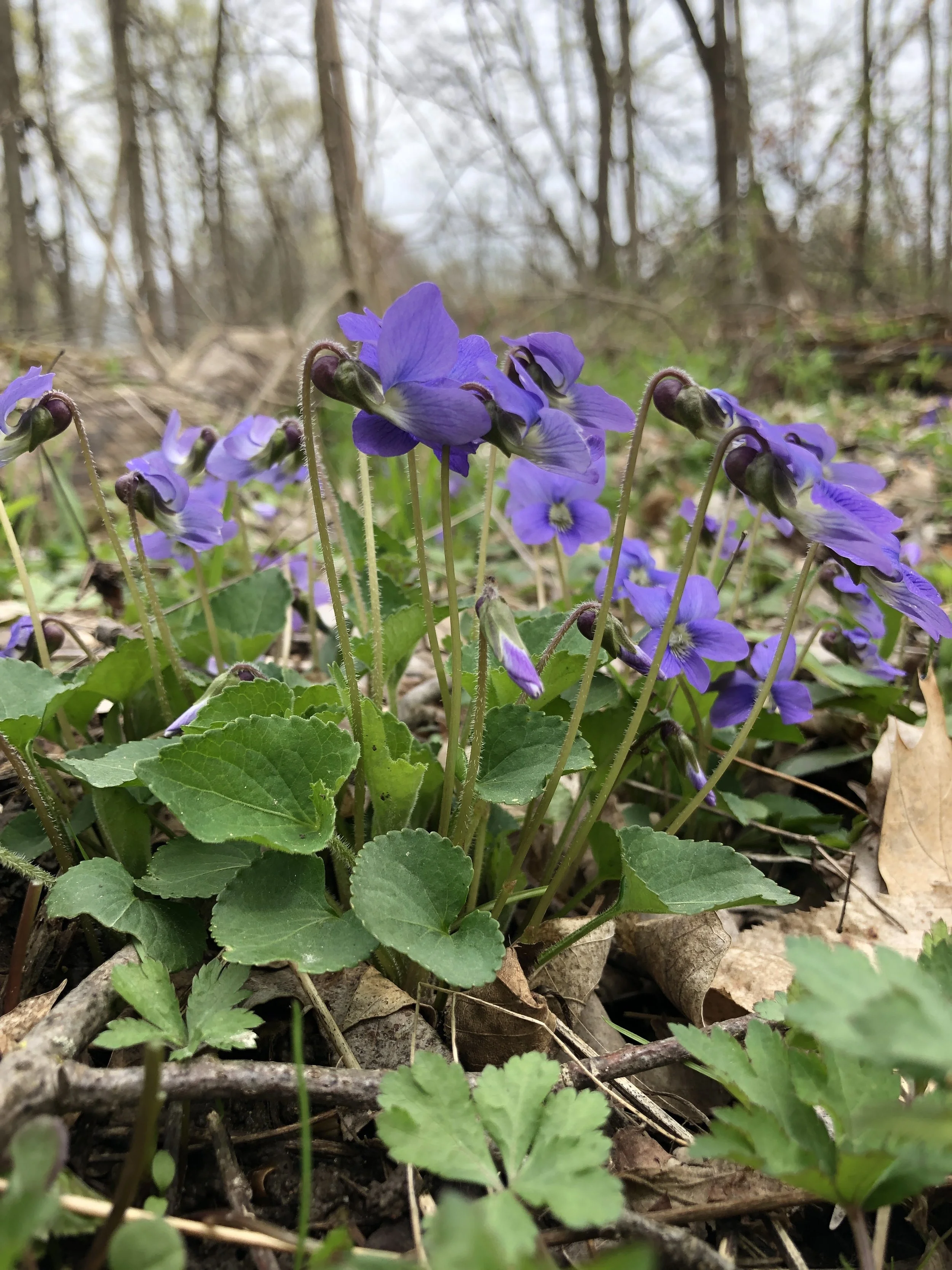 MAY 2019: COMMON BLUE VIOLET — Wild Edible Plant of the Month Club
