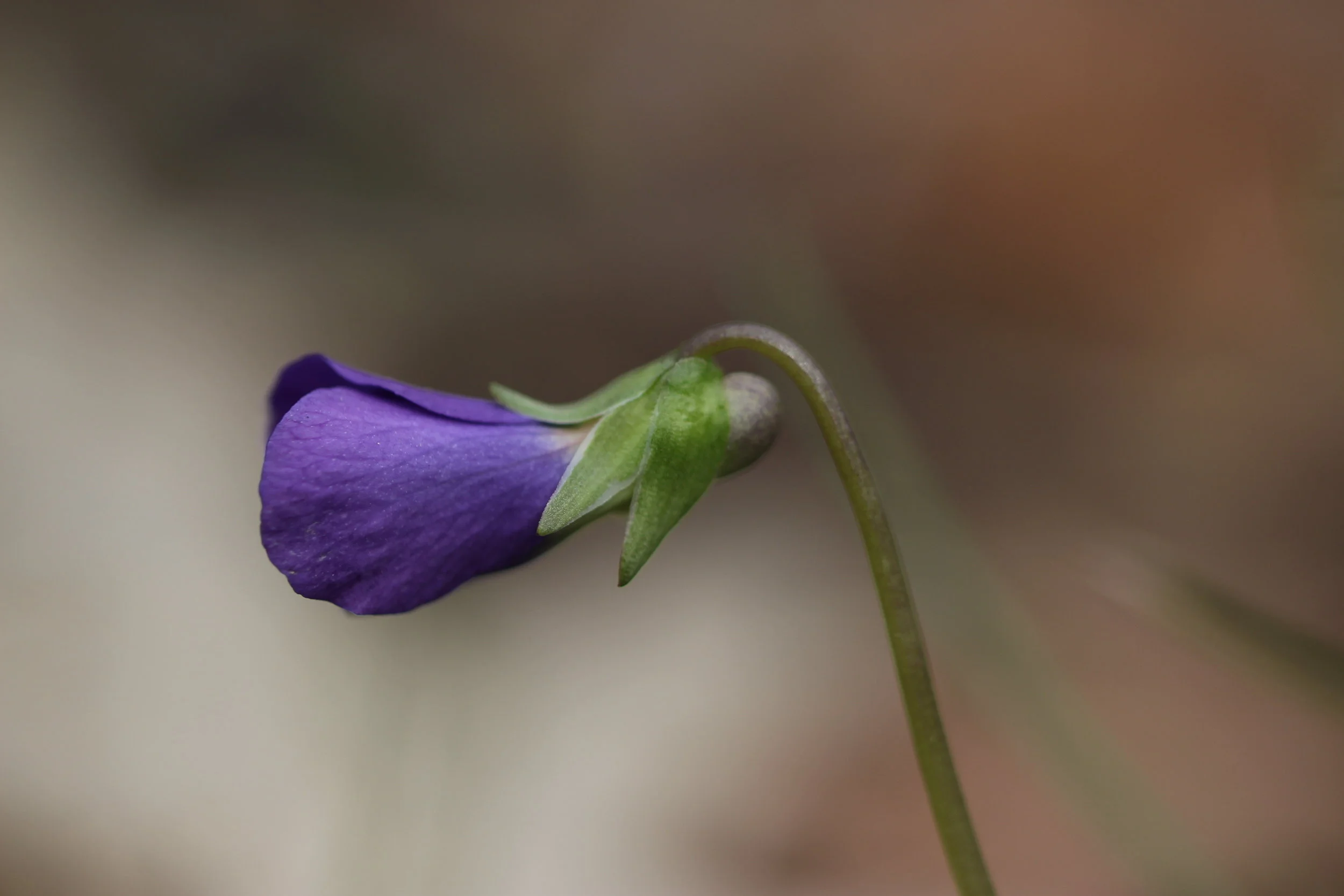 MAY 2019: COMMON BLUE VIOLET — Wild Edible Plant of the Month Club