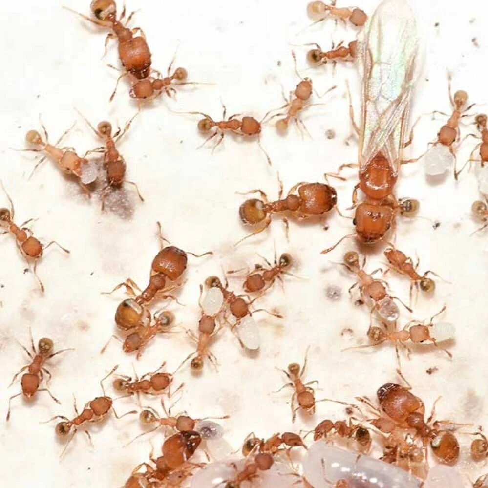 Ants - Pest Library